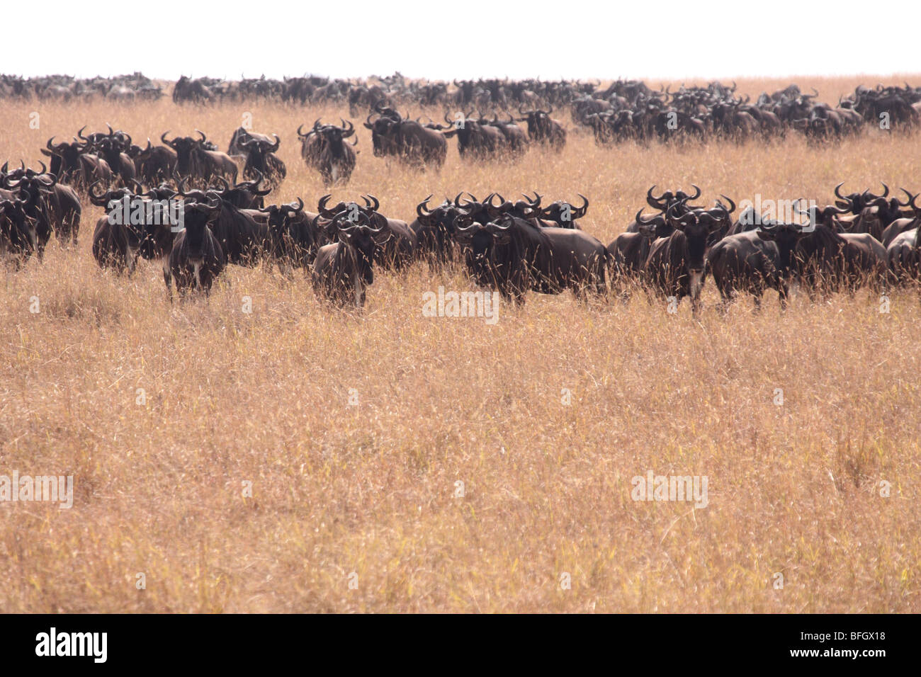 Mara serengeti ecosystem hi-res stock photography and images - Alamy