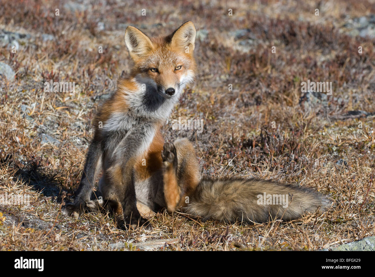 Red Fox (Vulpes vulpes) on late summer tundra, sitting and scratching ...