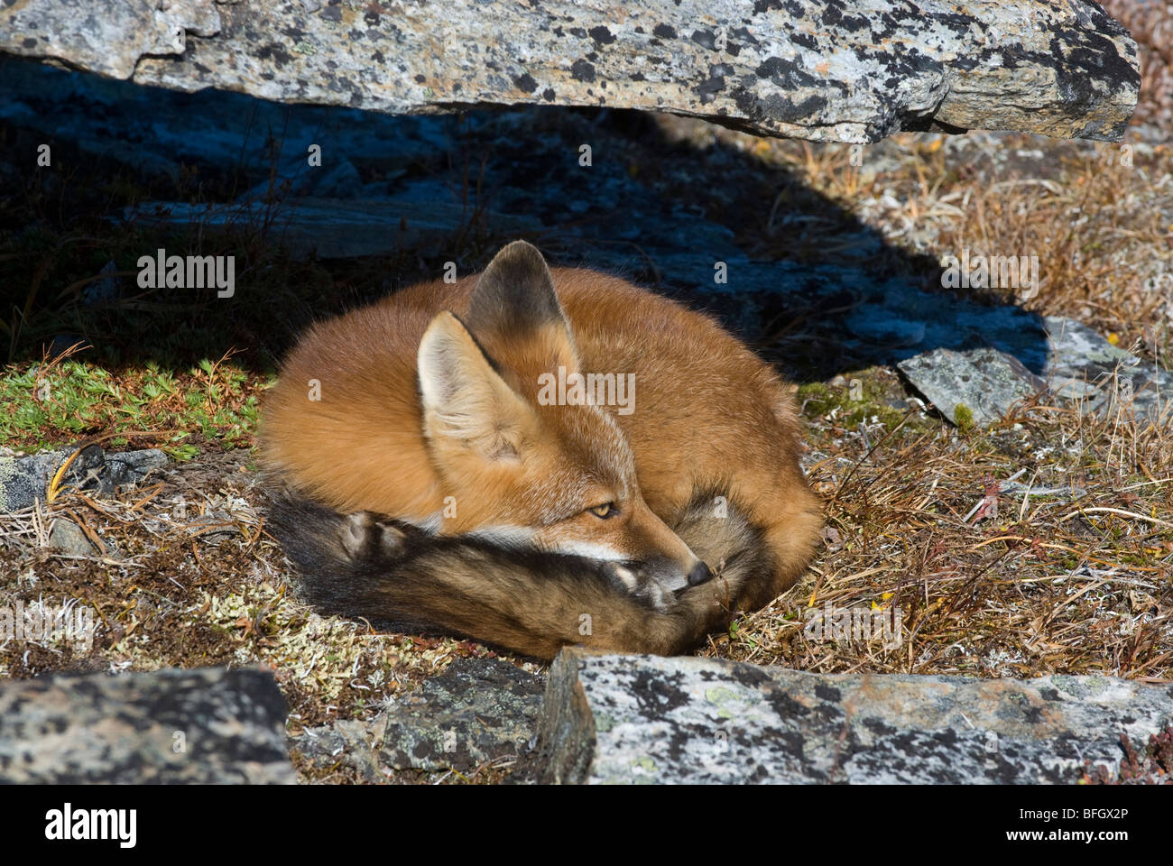 Wild Red Fox resting near some rocks. Alaska, USA Stock Photo - Alamy