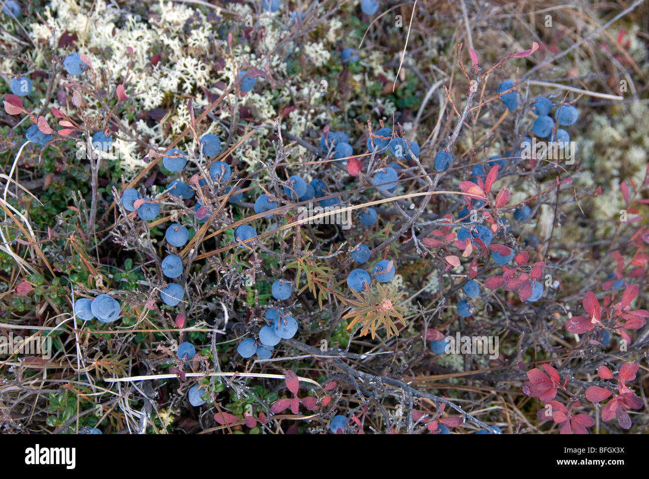 Wild Blueberry or Bog Blueberry shrub with ripe fruit. (Vaccinium ...