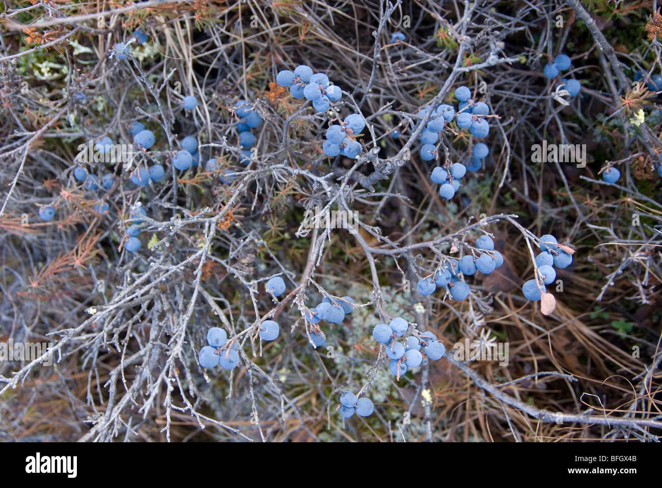 Wild Blueberry or Bog Blueberry shrub with ripe fruit. (Vaccinium ...