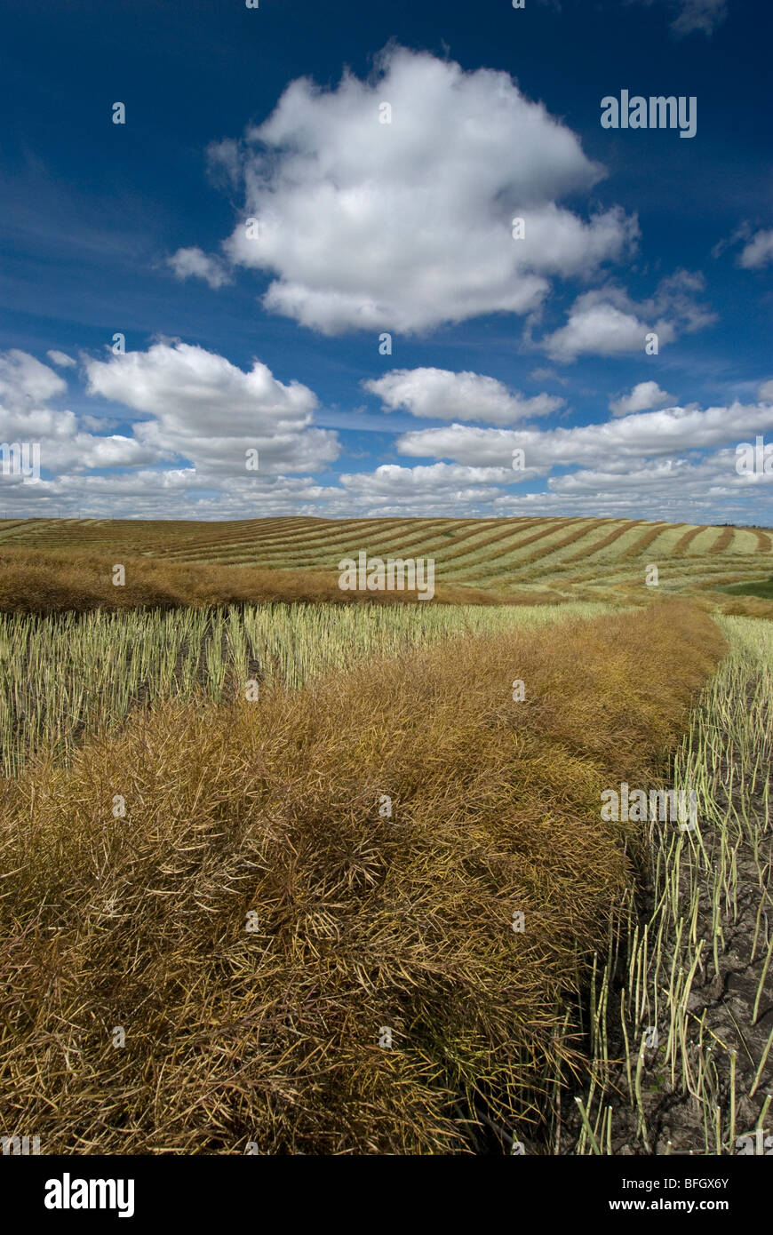 Canola or rapeseed crop drying in rows for harvest. Near Kitscoty ...