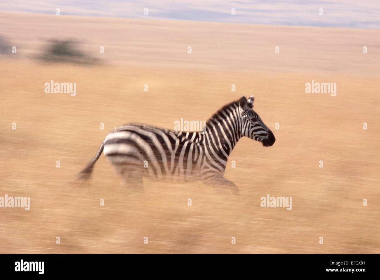 Zebra run hi-res stock photography and images - Alamy