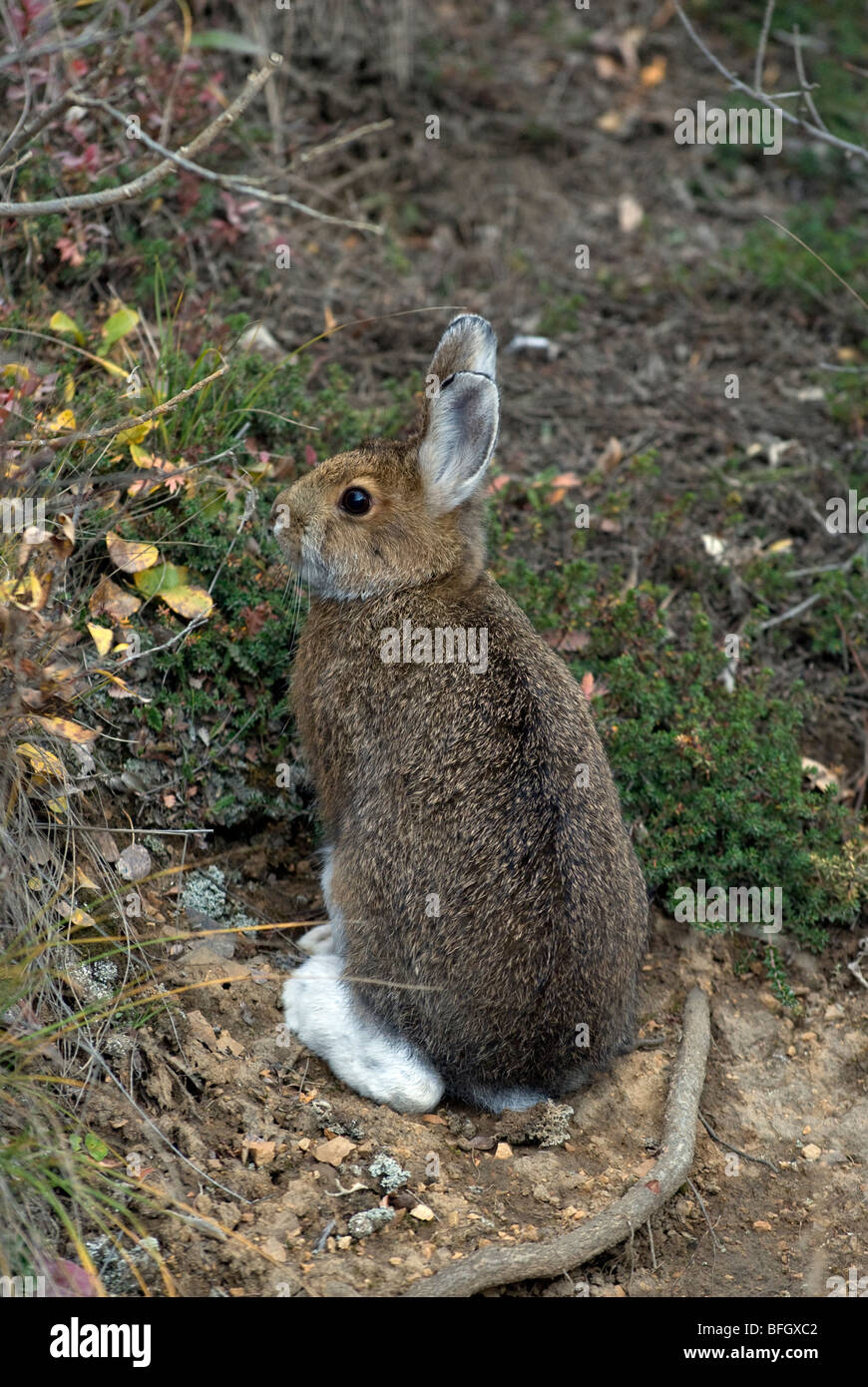 Snowshoe Hare (Lepus americanus) or Varying Hare in summer. Alaska, USA ...