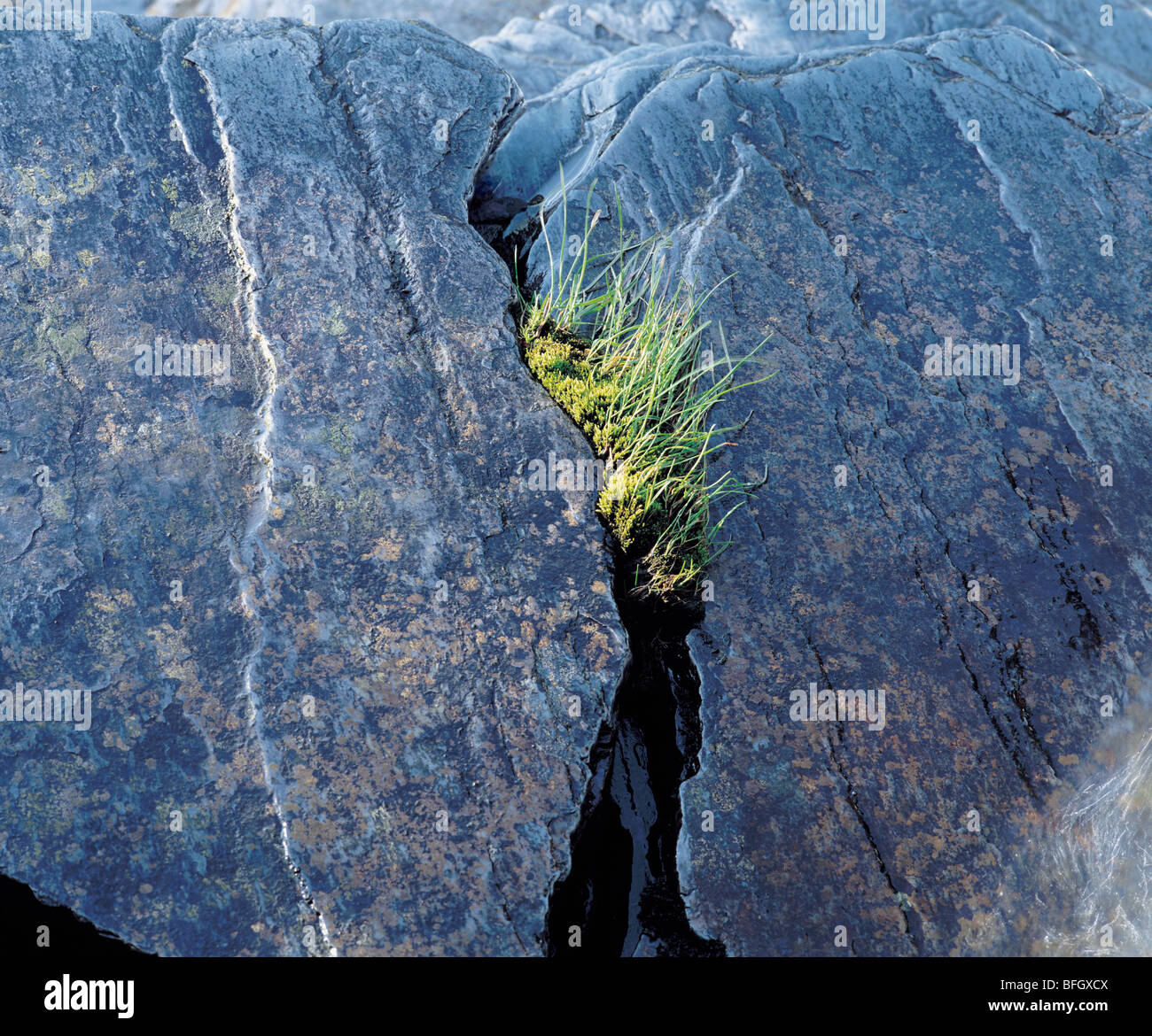 Grass growing from cleft in rock Stock Photo - Alamy