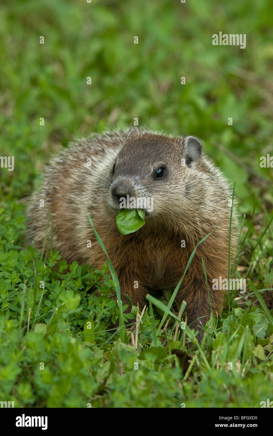 Groundhog hi-res stock photography and images - Alamy