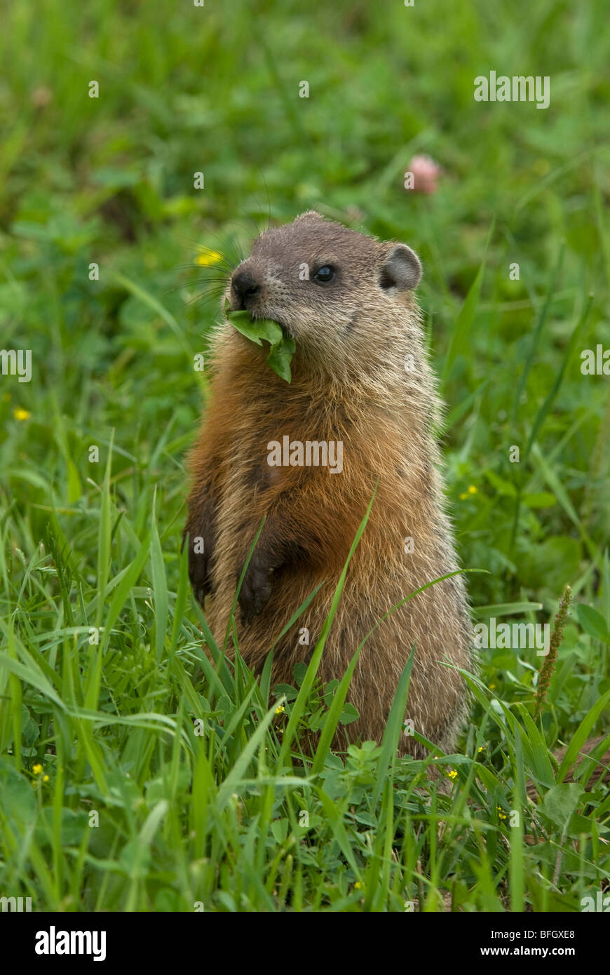 Groundhog High Resolution Stock Photography and Images - Alamy