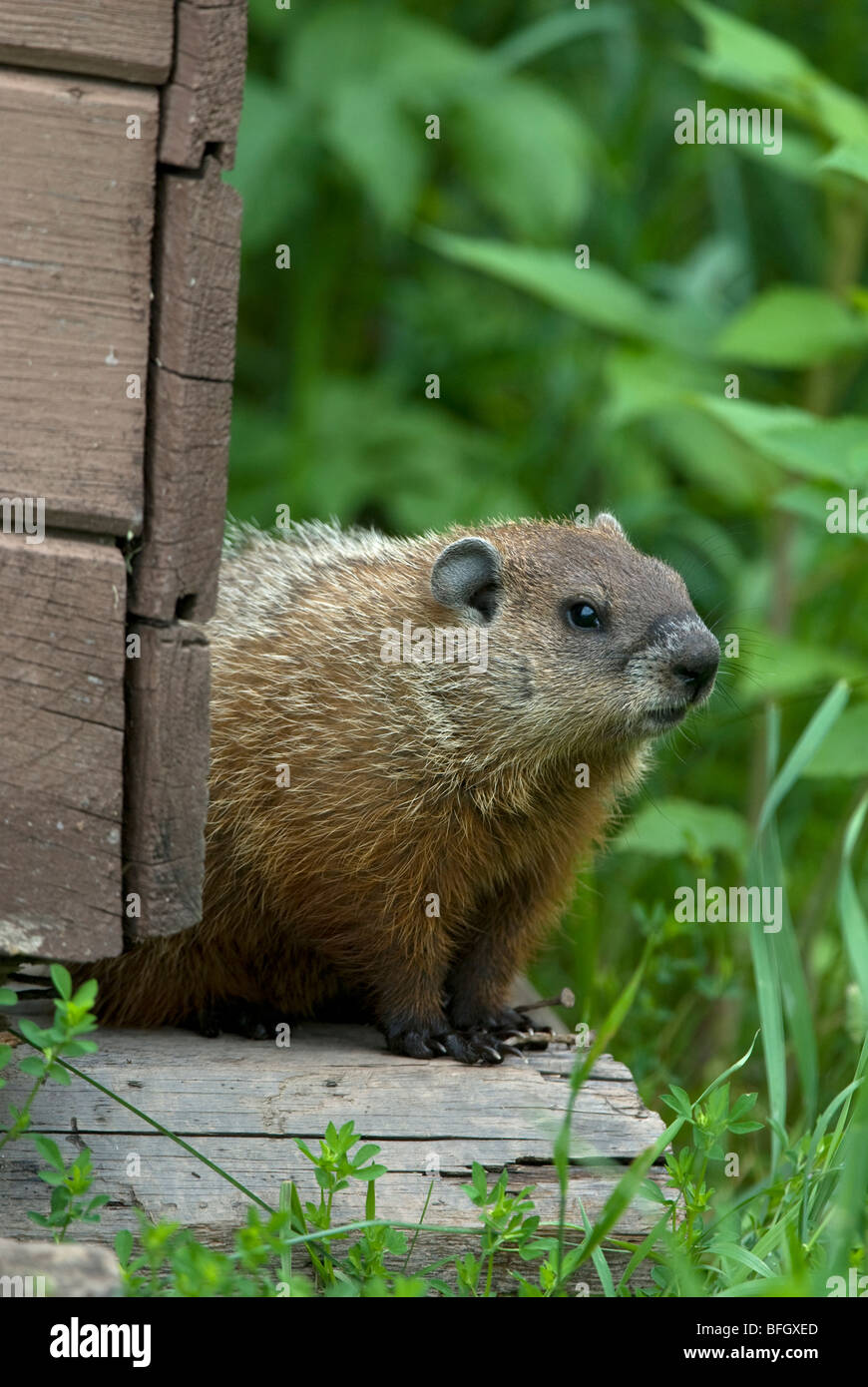 Outdoor rodents hi-res stock photography and images - Alamy