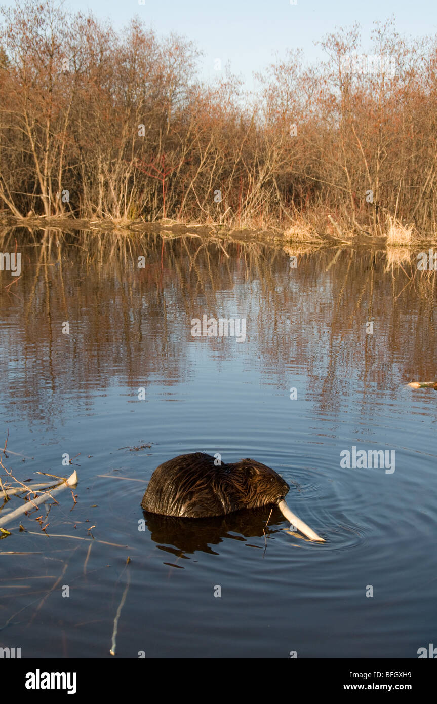 Beaver eating tree hi-res stock photography and images - Alamy