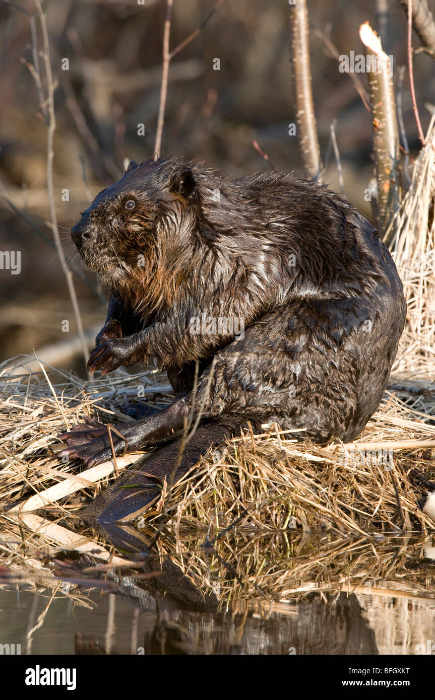 Beaver (Castor canadensis) sitting at pond's edge, Ontario, Canada ...