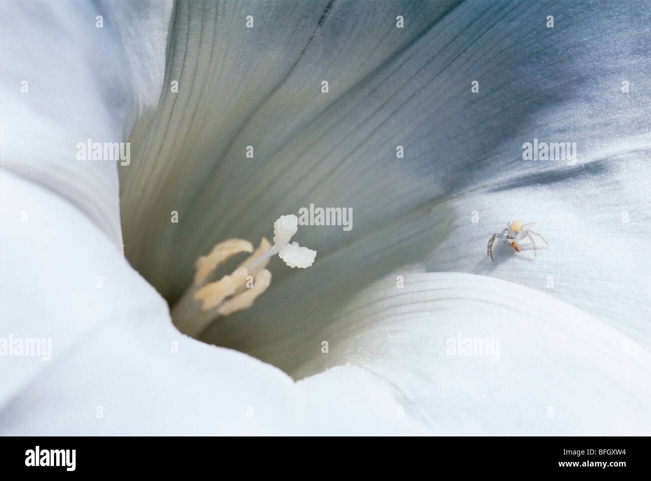 Spider standing hi-res stock photography and images - Alamy