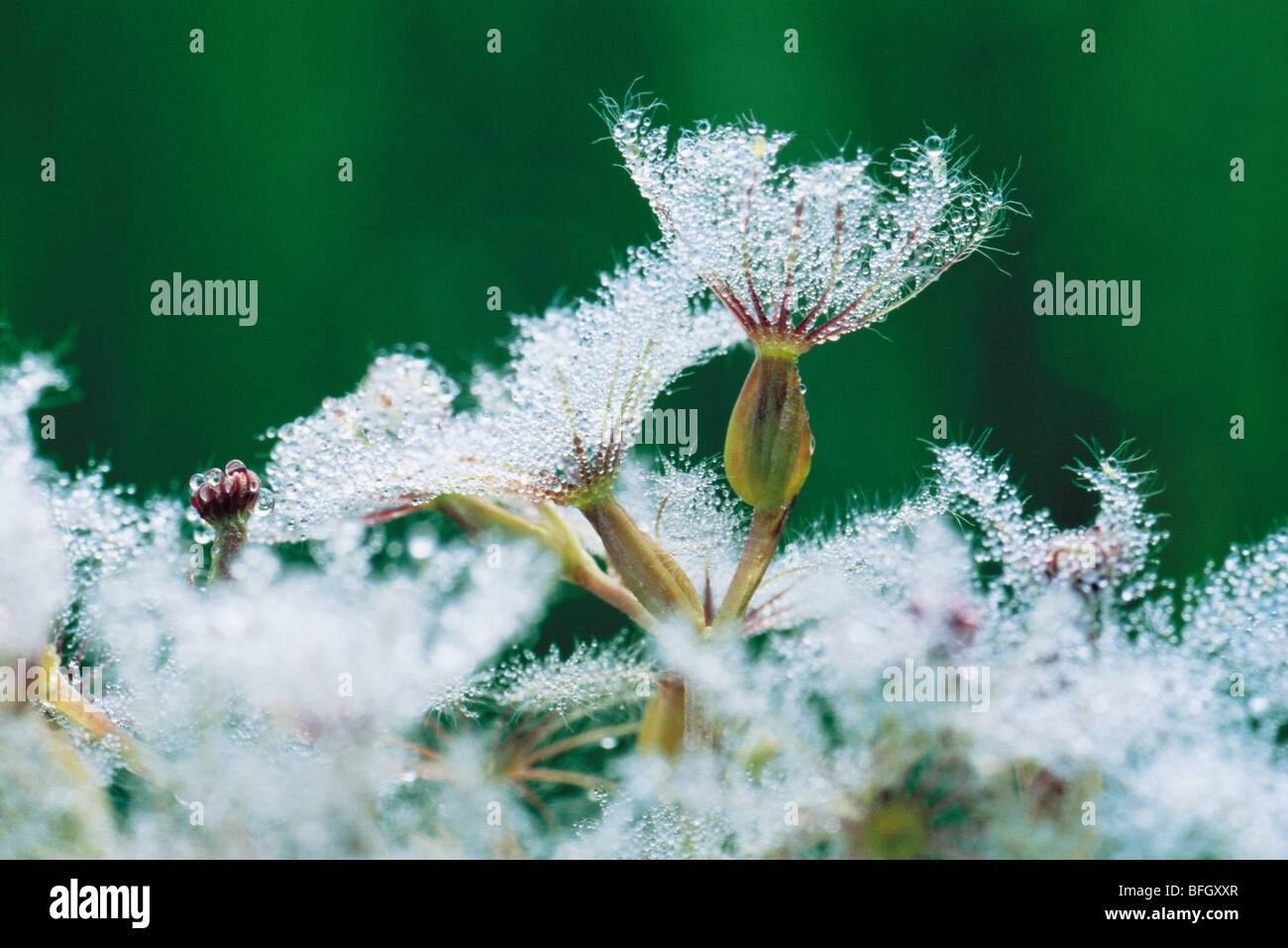 Delicate Flowers Covered in Dew Stock Photo - Alamy