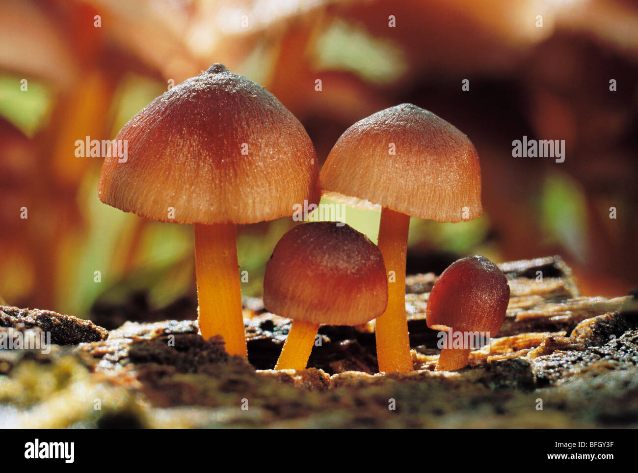 Four mushrooms, close up Stock Photo - Alamy