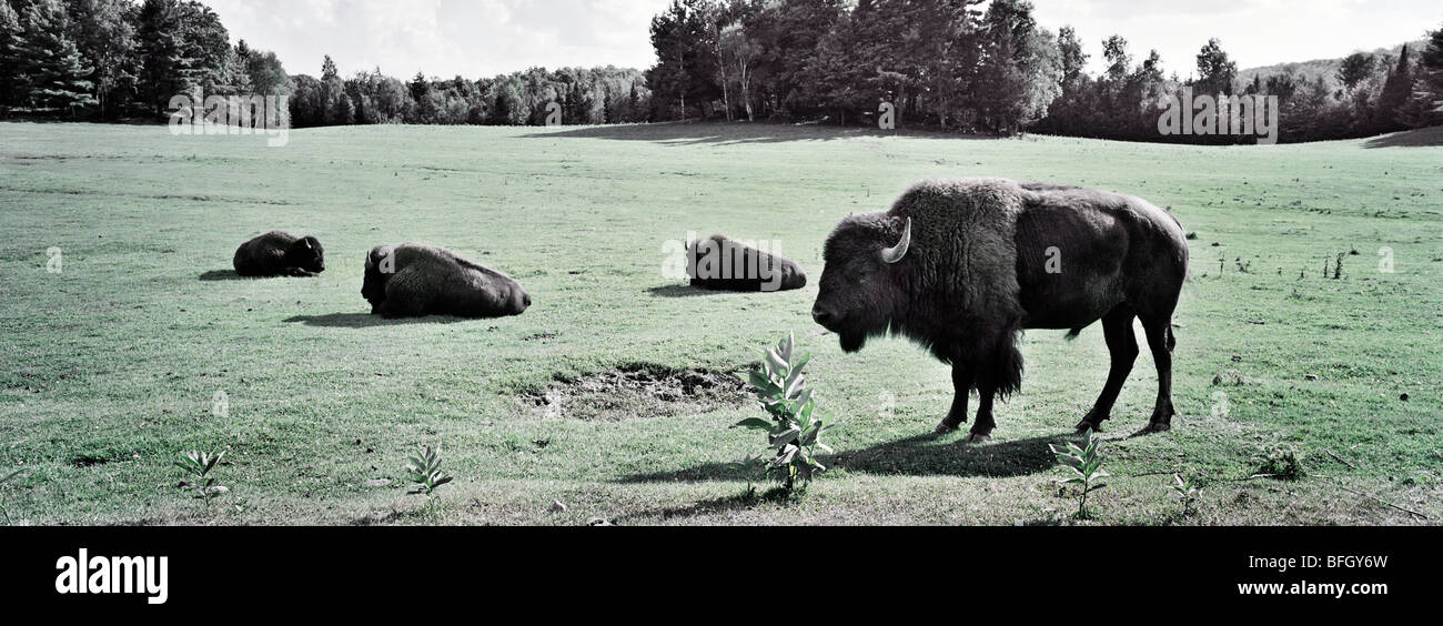 Bison Omega Park, wildlife park, Montebello, Quebec, Canada Stock Photo ...