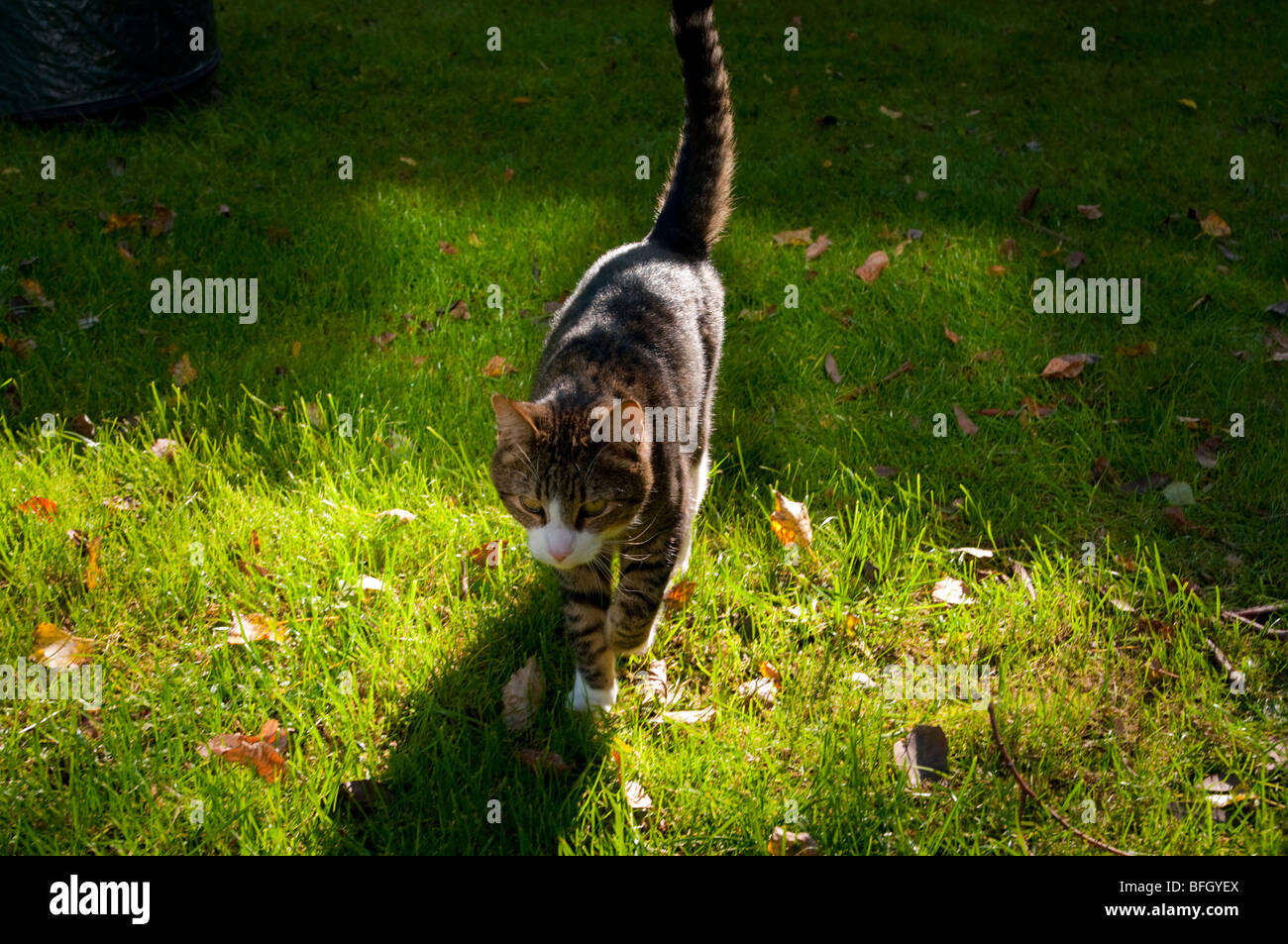 Cat prowling hi-res stock photography and images - Alamy