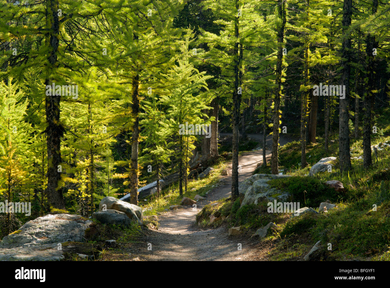 Larch Trees. Larch Valley Trail, Banff National Park, Alberta, Canada ...