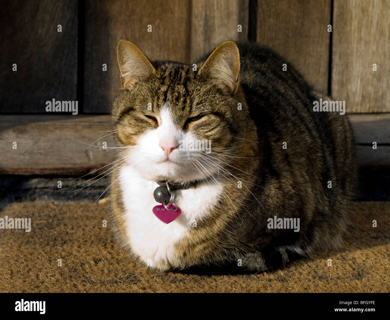 Smug cat hi-res stock photography and images - Alamy
