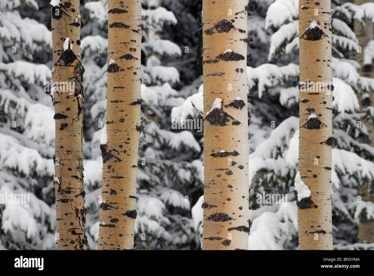 Canada alberta mixed forest hi-res stock photography and images - Alamy