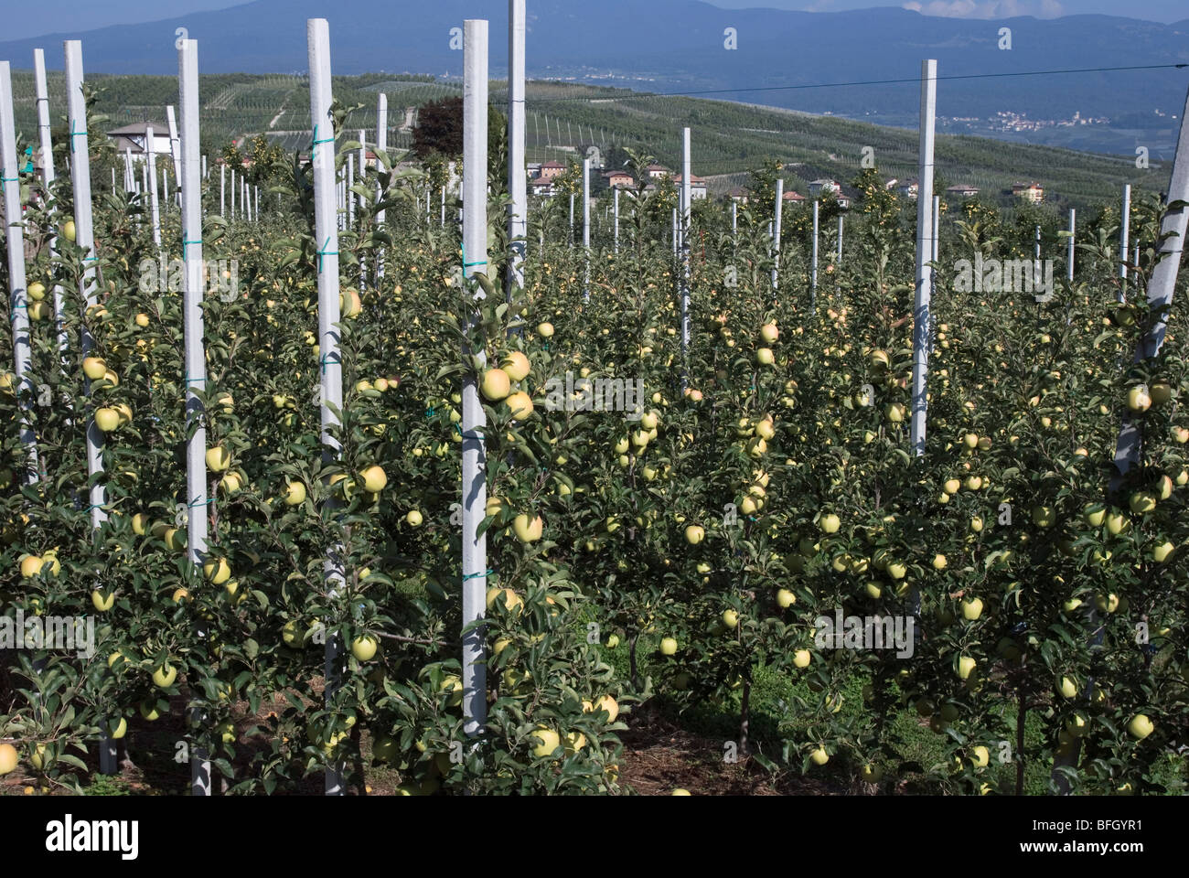 Apple plantation in an orchard hi-res stock photography and images - Alamy