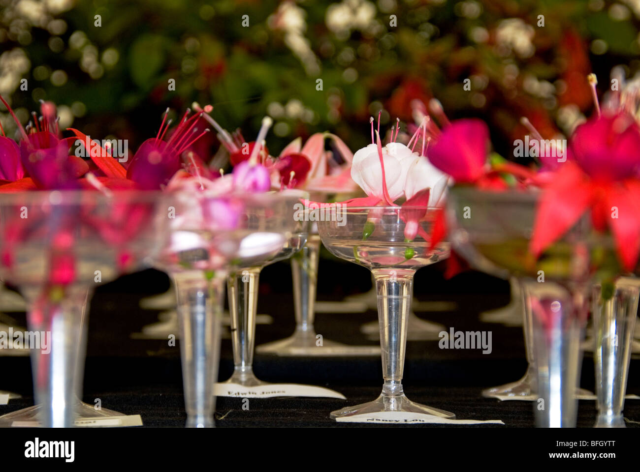 Fuschsias on display in champagne classes at the Malvern Autumn Garden ...