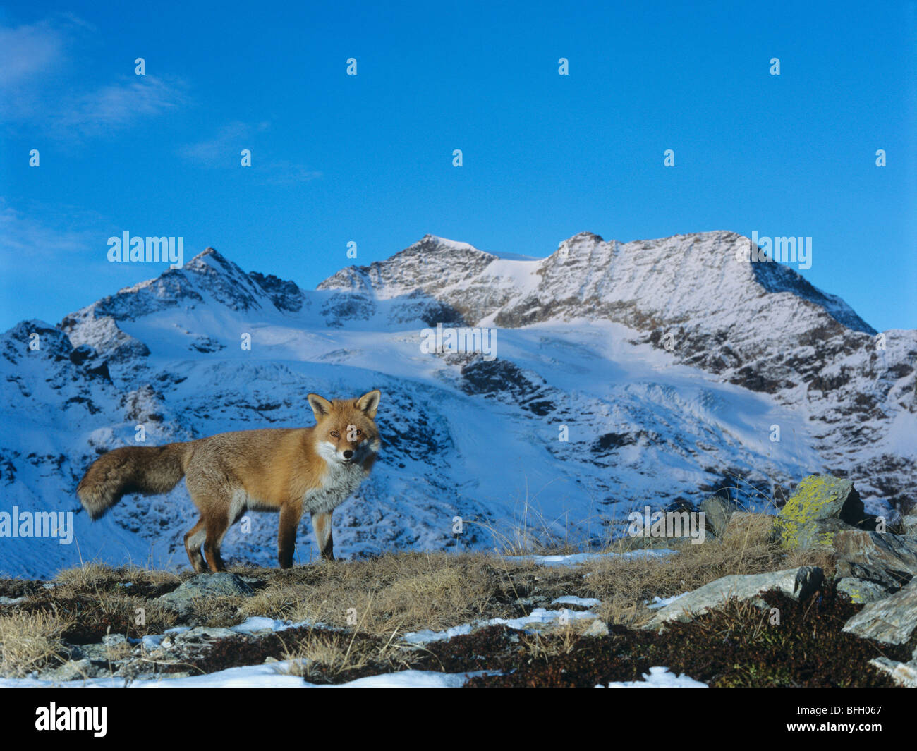 Red fox looking behind hi-res stock photography and images - Alamy