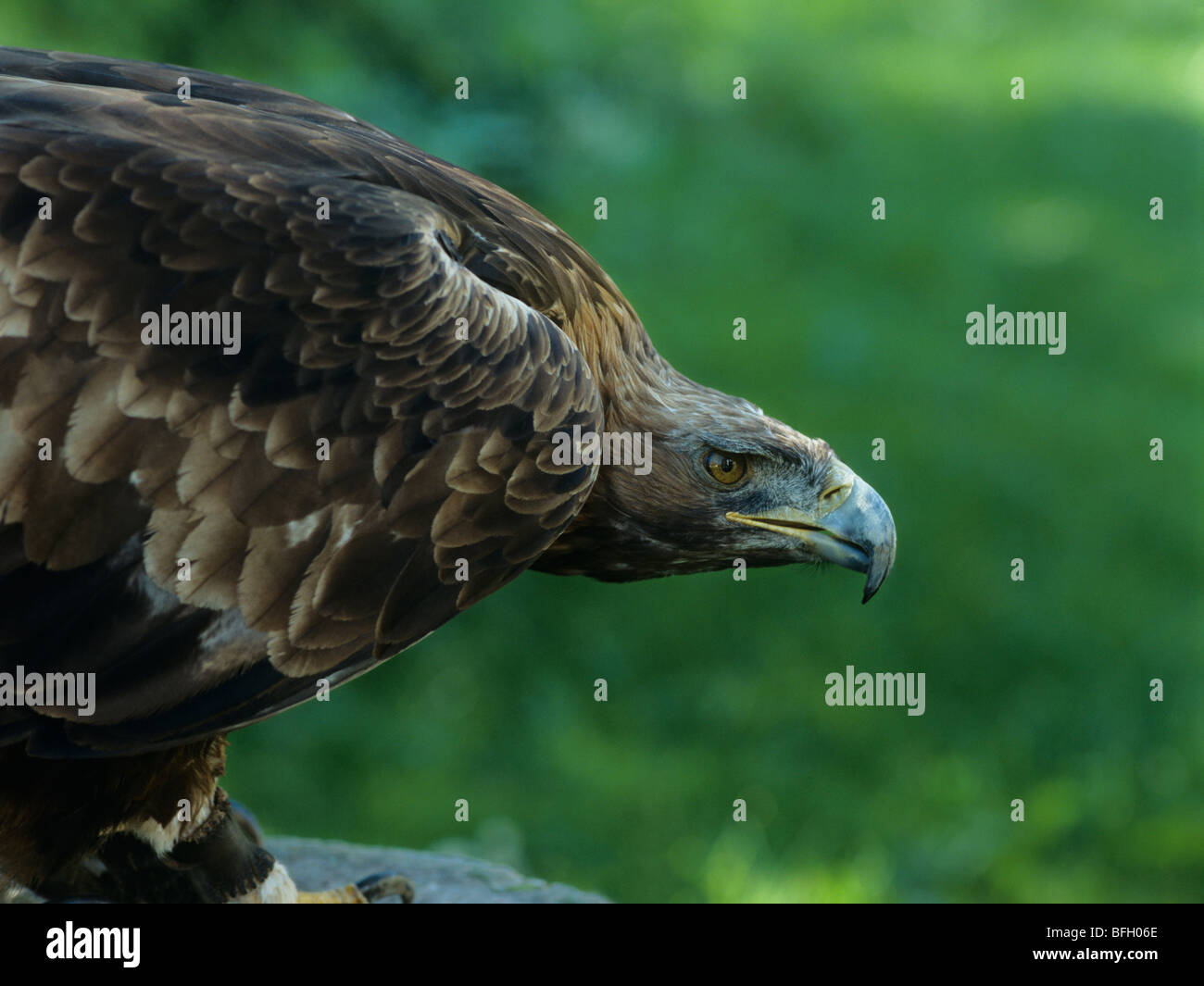 Plotting wildlife hi-res stock photography and images - Alamy
