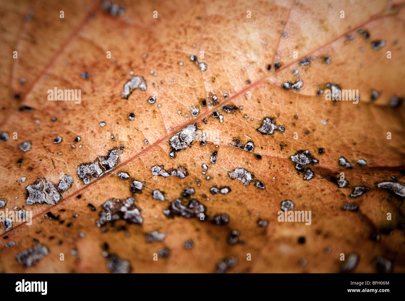 Autumn leave close-up Stock Photo - Alamy
