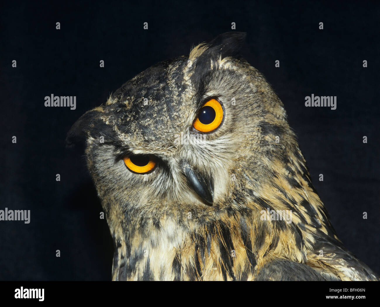 Tilted owl hi-res stock photography and images - Alamy