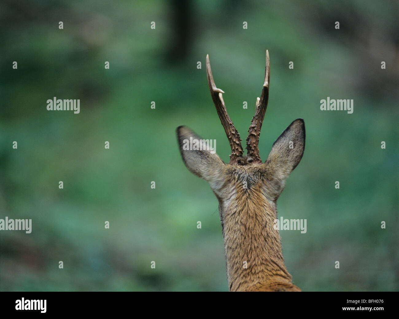 Young deer, back view Stock Photo - Alamy