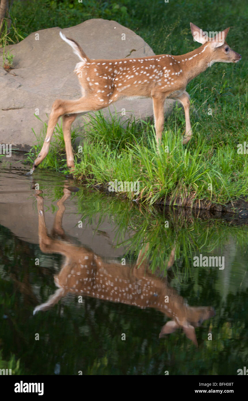 Whitetail Deer Fawn (Odocoileus virginianus) with reflection in pond ...
