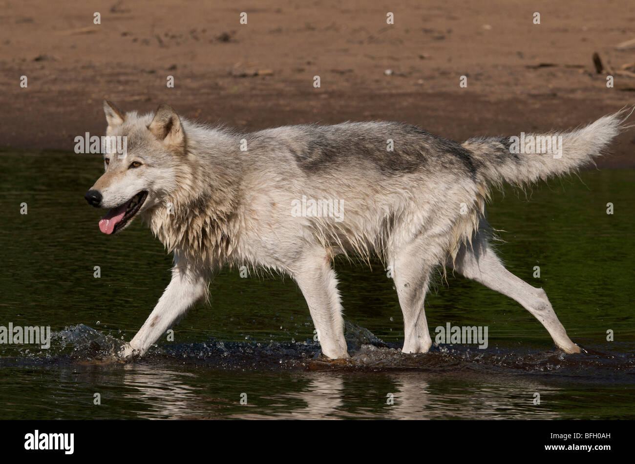 Timber Wolf (Canis lupus) in lake in Boundary Waters Canoe Area ...