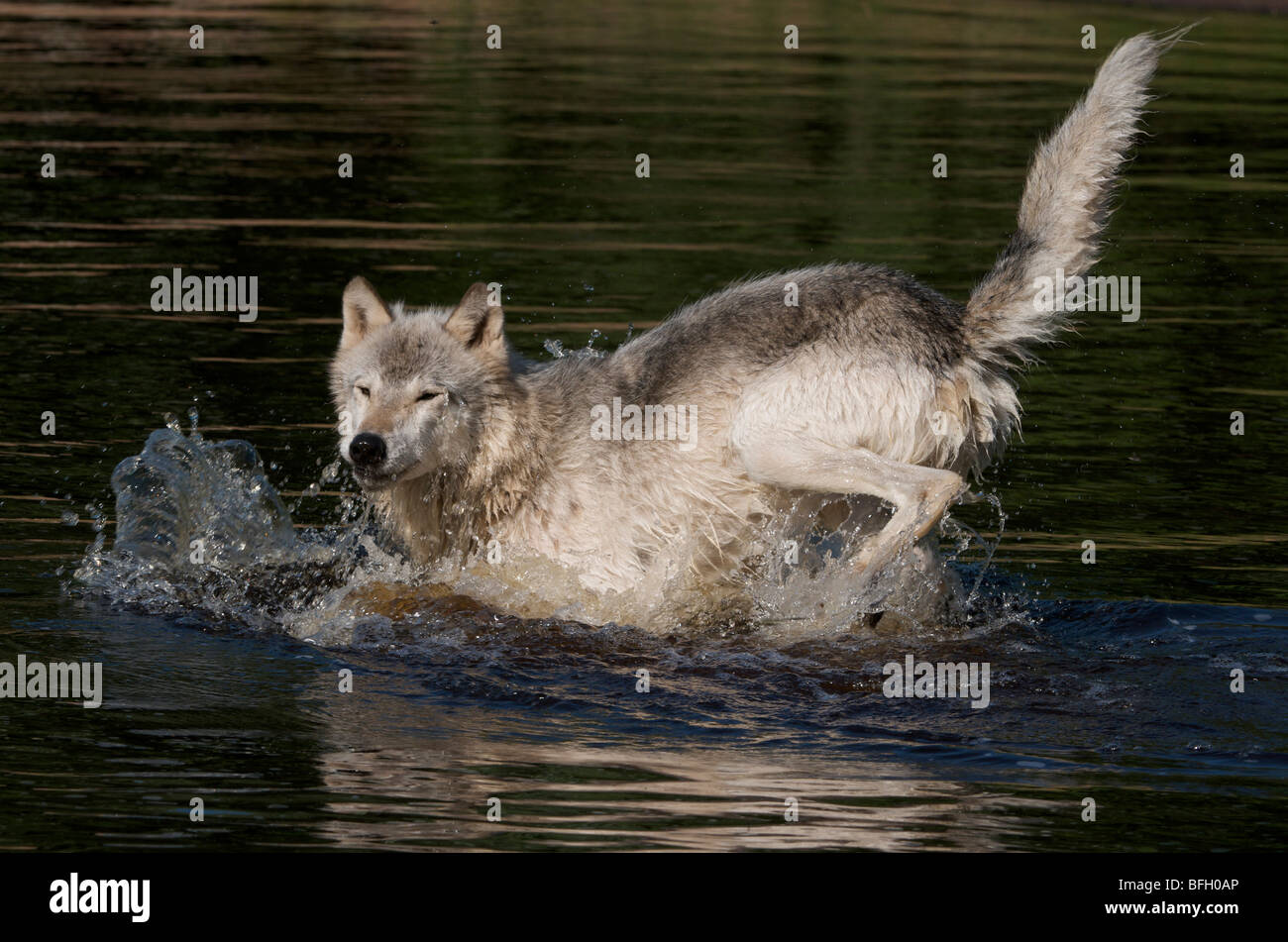 Timber Wolf (Canis lupus) in lake in Boundary Waters Canoe Area ...