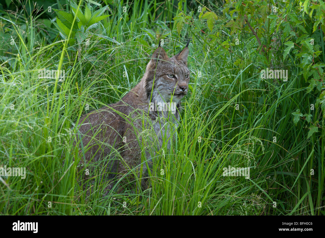 Lynx (Lynx canadensis) sitting or hiding in tall spring marsh grasses ...