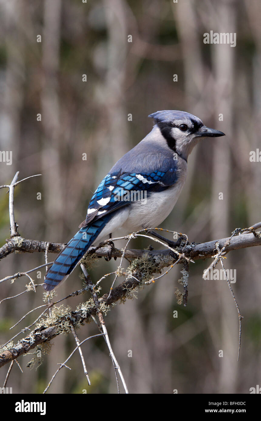 Blue Jay (Cyanocitta cristata) sitting on branch. Ontario. Canada Stock ...