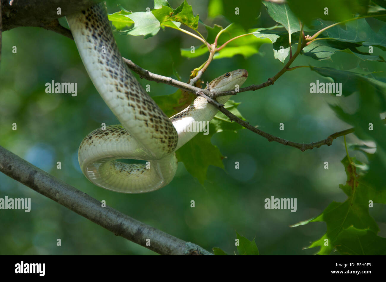 Glossy Snake (Arizona elegans) in oak tree. Non-venomous. Resides in ...
