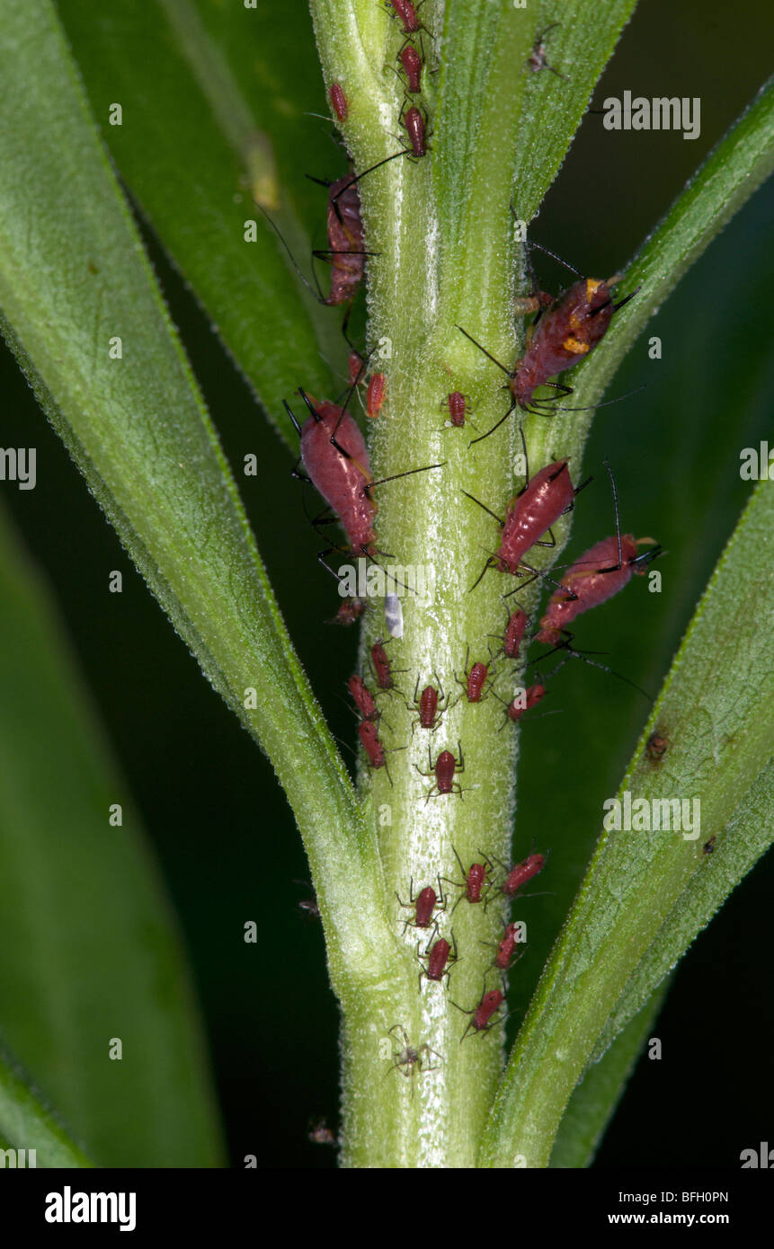 Rare aphids hi-res stock photography and images - Alamy