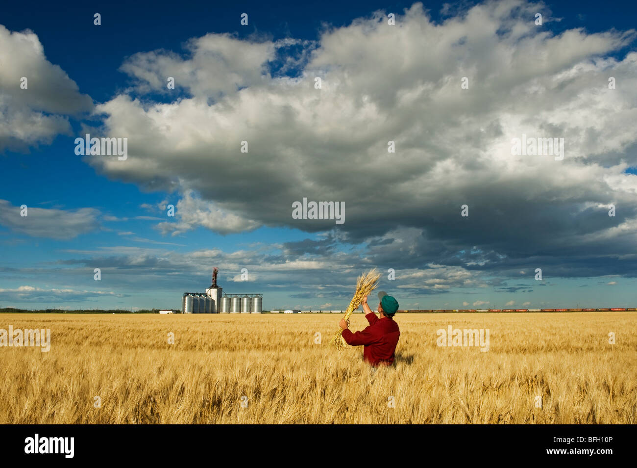 Man looks mature barley with an inland grain terminal and developing ...
