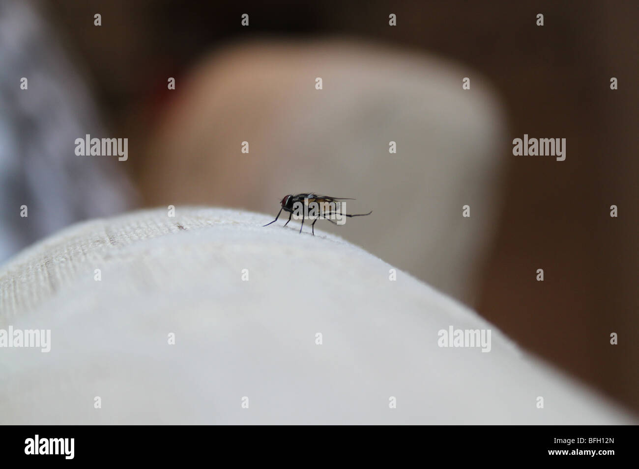 A house fly stretching its legs Stock Photo - Alamy