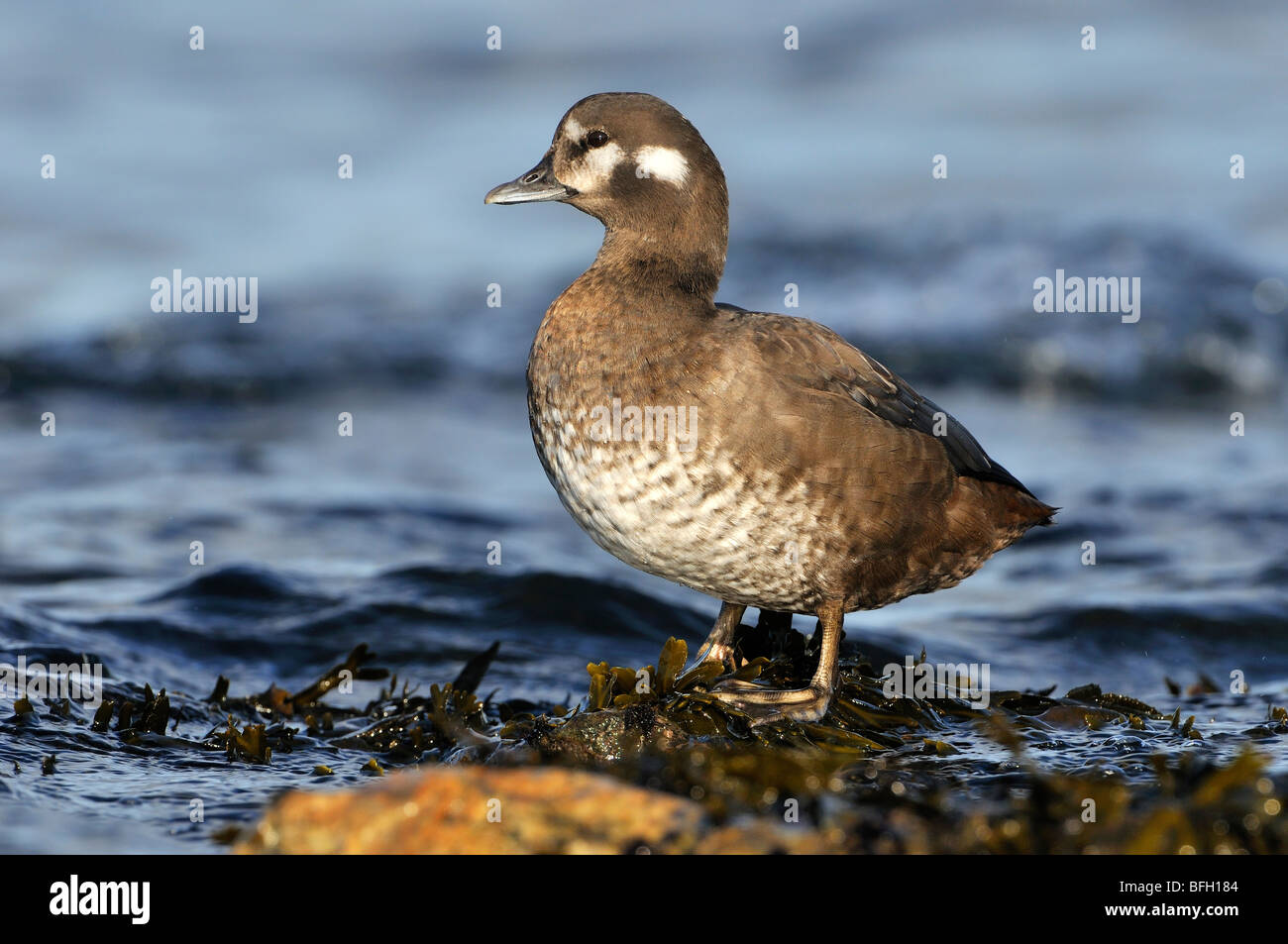 Female Harlequin Duck Histrionicus Histrionicus Stock Photo Alamy