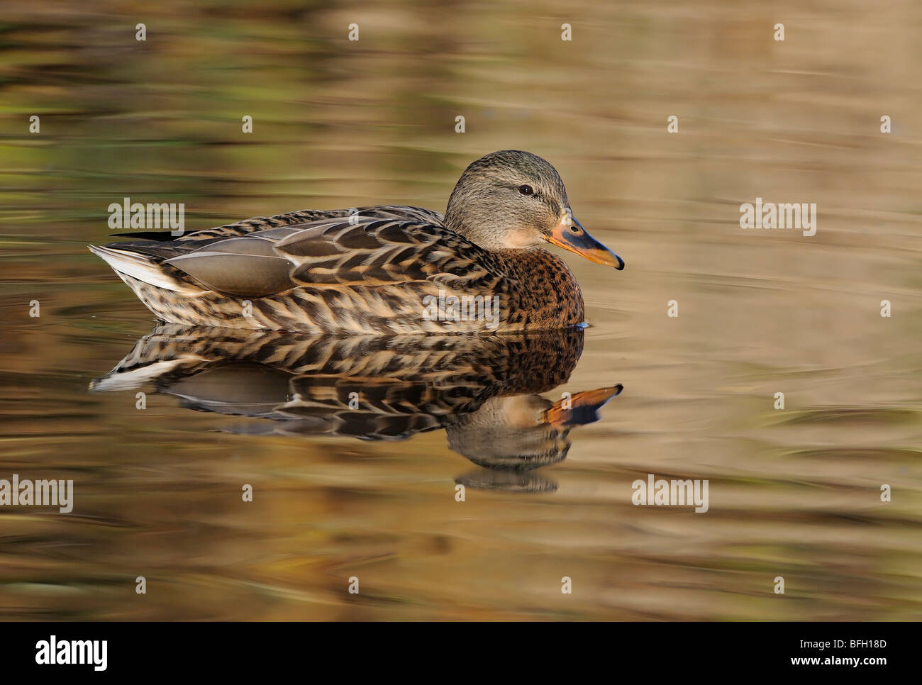 Female mallard hi-res stock photography and images - Alamy