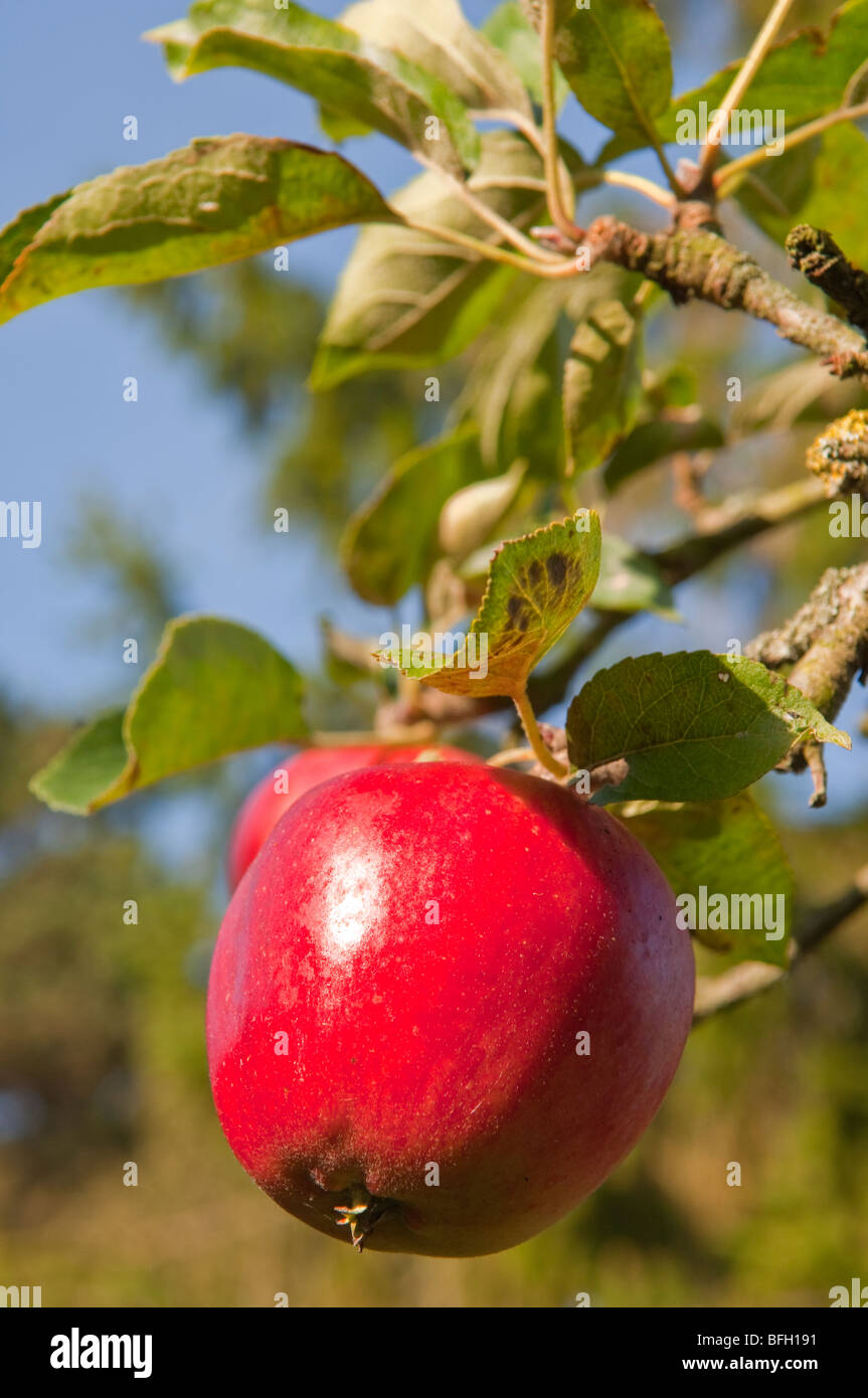 A red apple growing on a tree in a garden in the Uk Stock Photo - Alamy