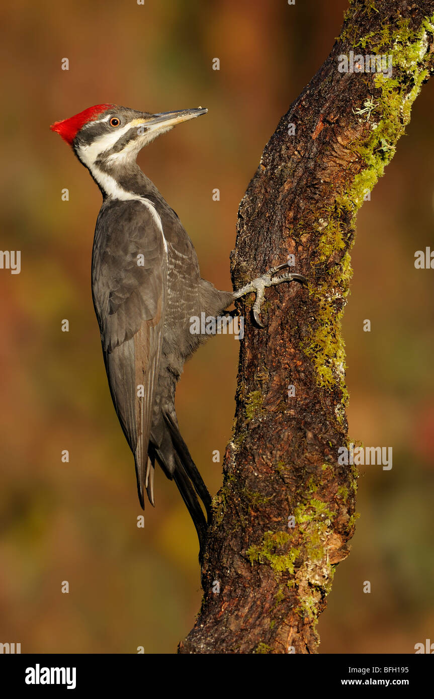 Pileated Woodpecker Female