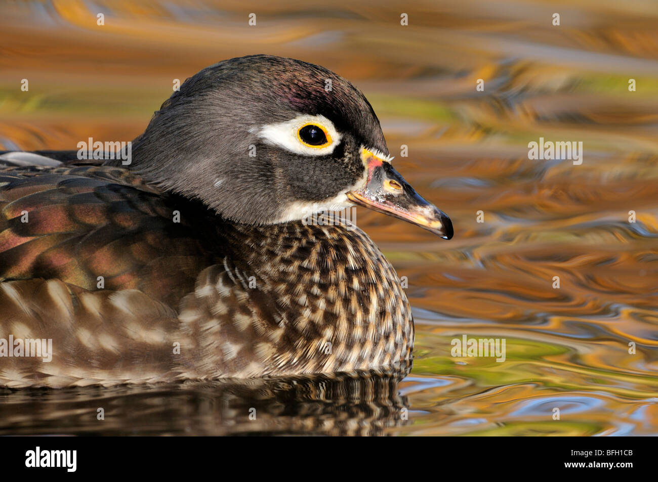 Duck portrait close up hi-res stock photography and images - Alamy