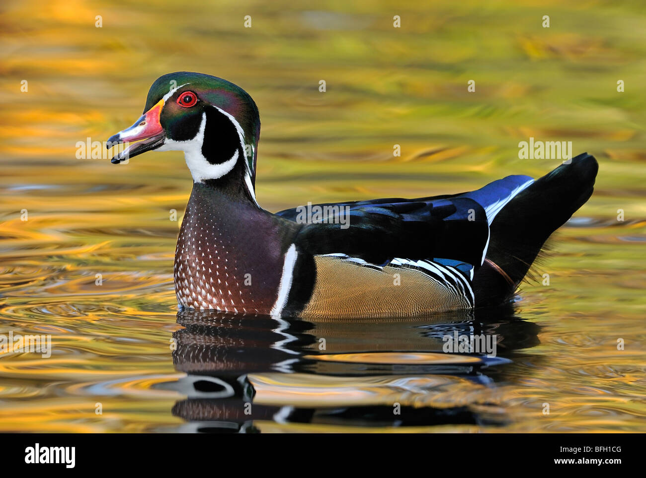 Male wood duck hi-res stock photography and images - Alamy