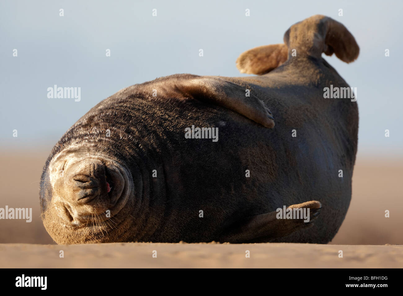 Atlantic Grey Bull Seal on beach in Lincolnshire (Halichoerus grypus ...