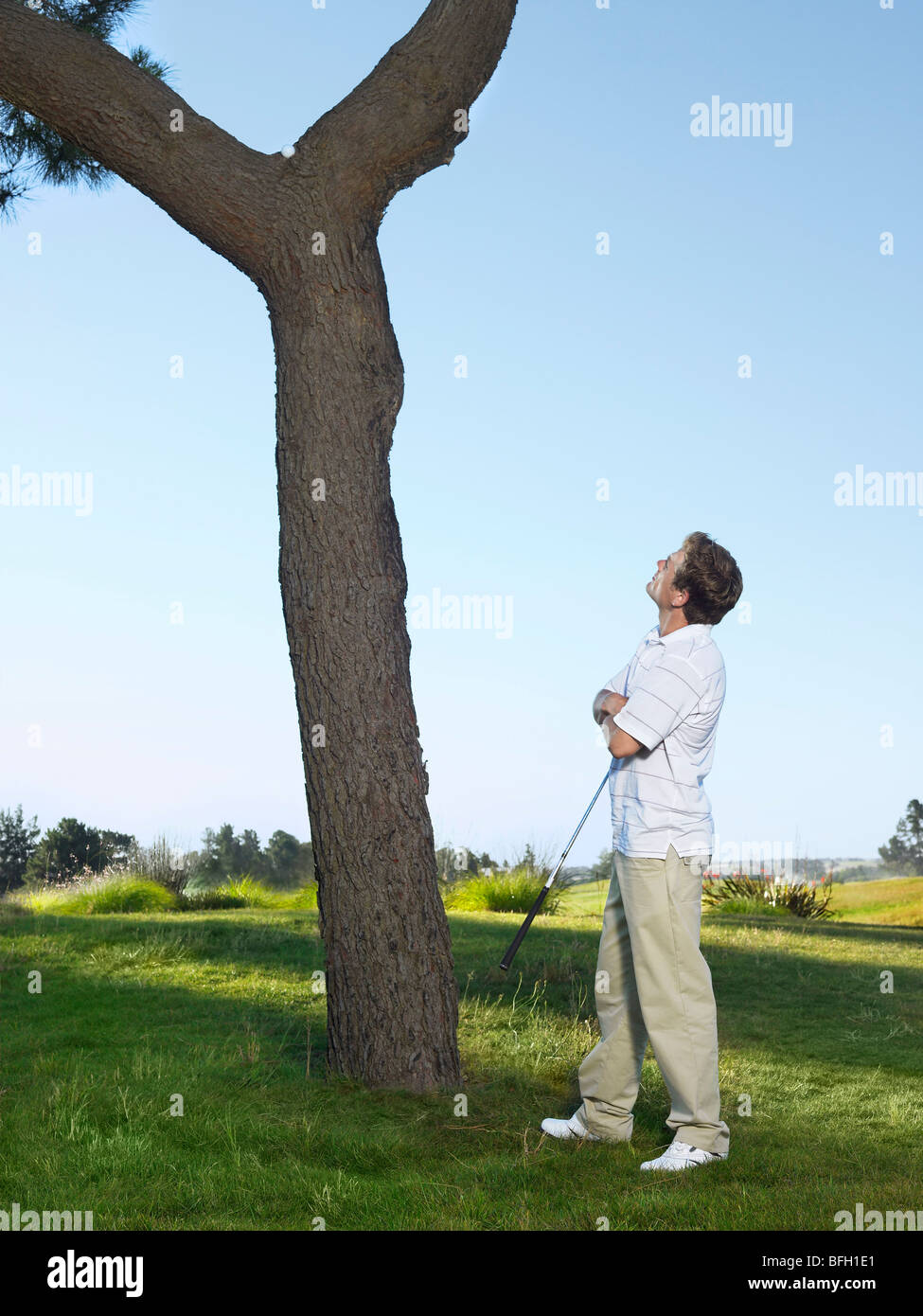 Golfer looking for ball in tree Stock Photo - Alamy