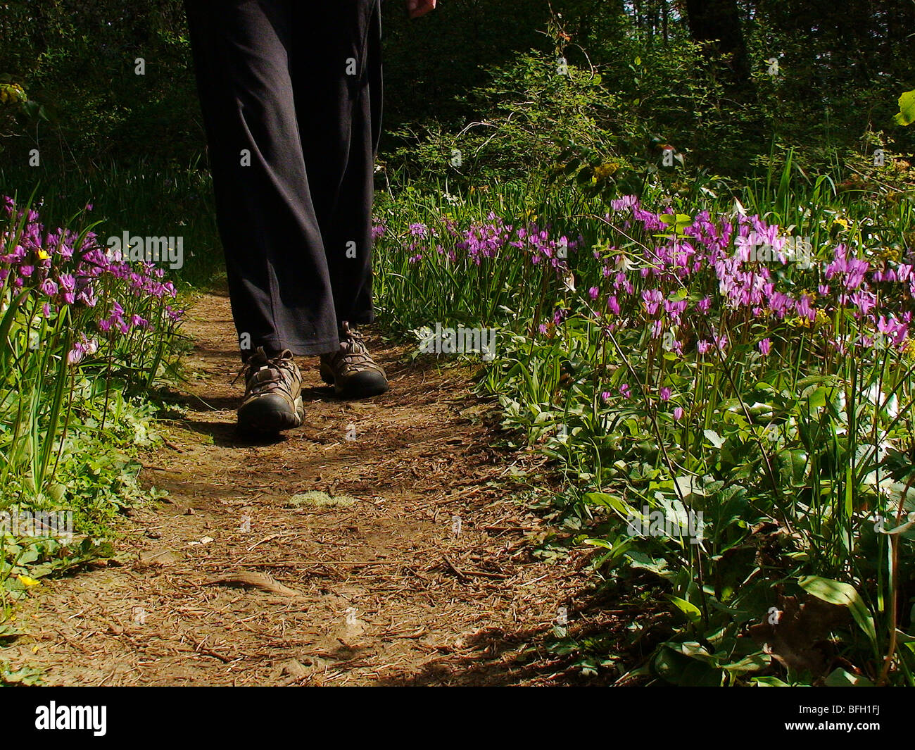 A hiker enjoys the wildflowers in the Garry oak meadows of Vancouver ...