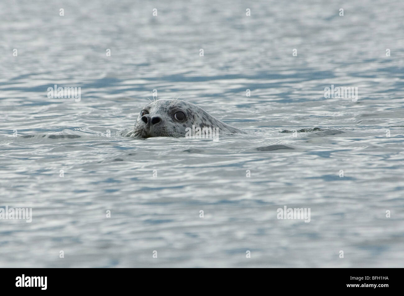 A harbour seals hunts herring in Saanich Inlet on Vancouver Island ...