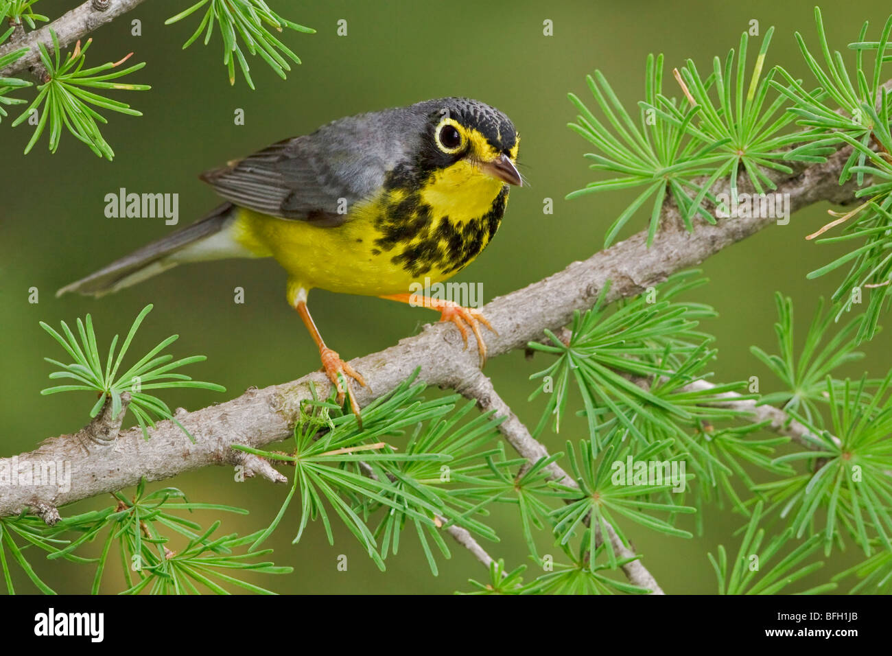 Canada warbler wilsonia canadensis perched hi-res stock photography and ...