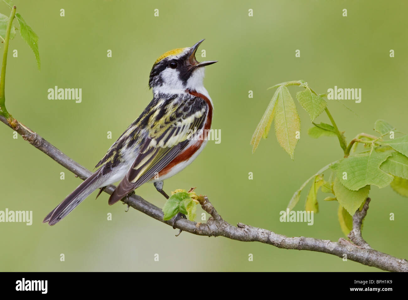 A Chestnut-sided Warbler (Dendroica pensylvanica) perched on a branch ...